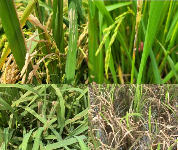 Thuốc trừ bệnh LAZOLE TSC 750WP - LionAgrevo