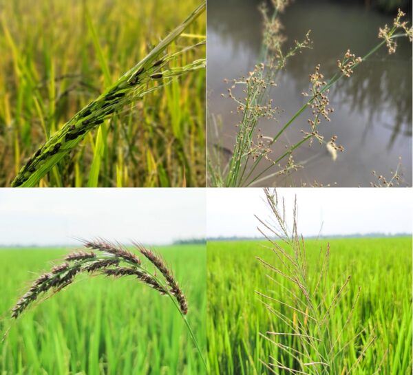 Thuốc trừ cỏ DENOFIT 300EC - LionAgrevo